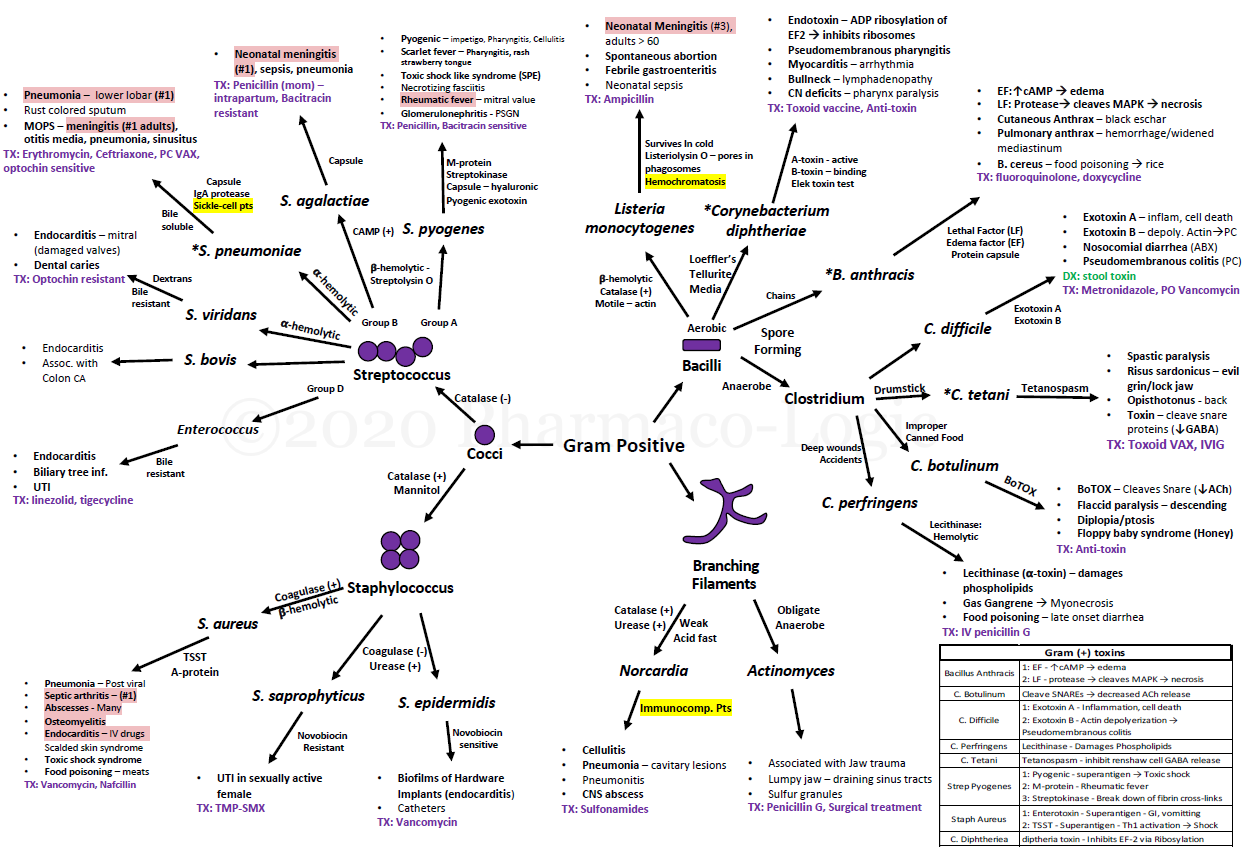 ID-Bacteria – Pharmaco-Logic
